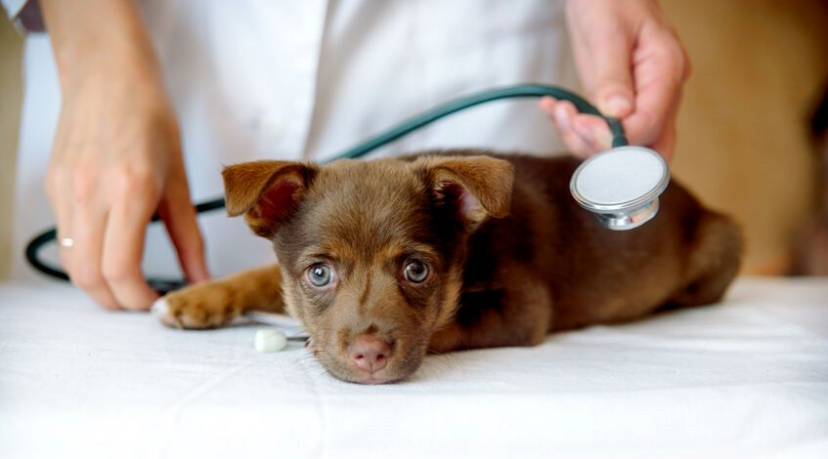 Les remèdes naturels pour animaux (chien et chat) | Bio à la une