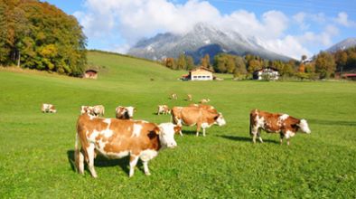 Les secrets vertueux du lait biologique | Bio à la une