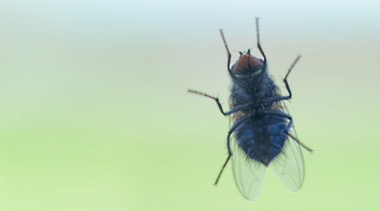 Comment se débarrasser des moucherons avec des produits naturels ...
