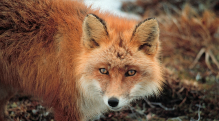 Chasse : une prime pour le « meilleur chasseur de renard » en Charente ...