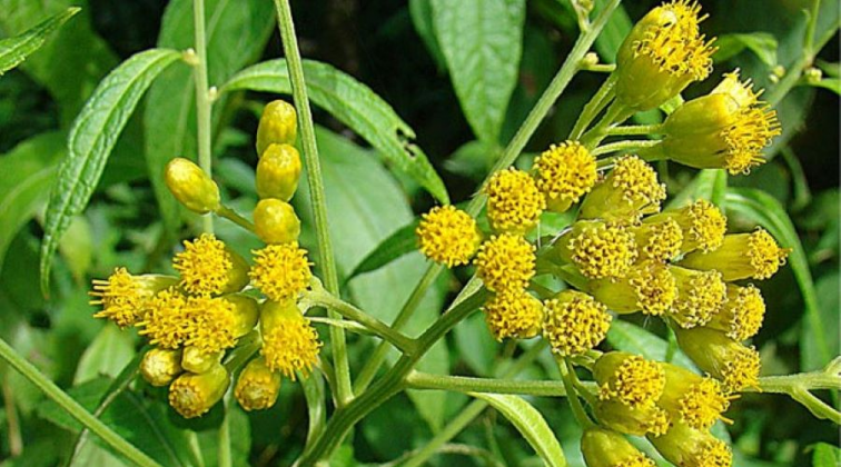 Herbe à pic et Covid-19 : la plante endémique des Antilles pour enrayer ...