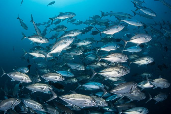 La surpêche menace les océans | Bio à la une