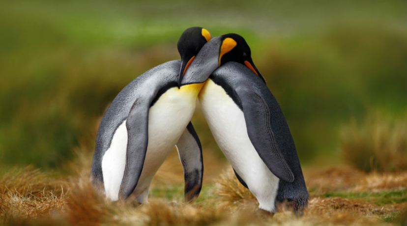 Un couple de pingouins mâles couvent leur petit et l’élèvent ensemble ...