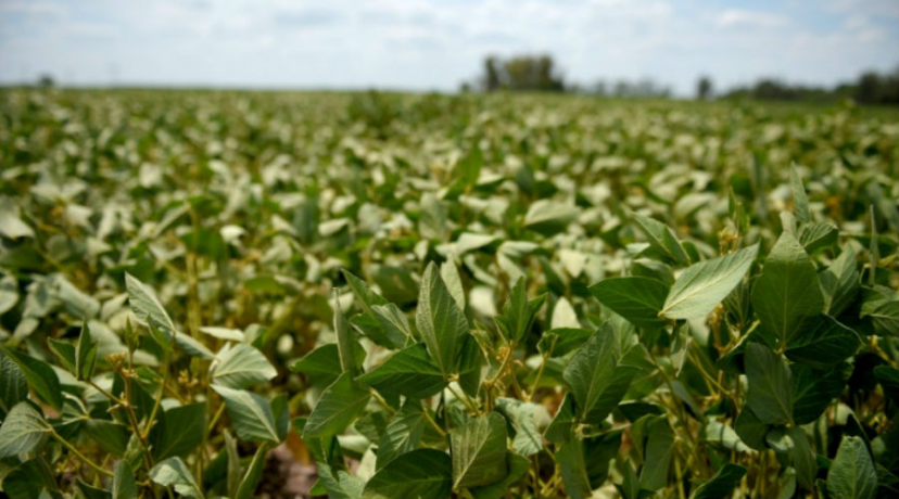 Déforestation : Greenpeace dénonce "l'addiction" au soja OGM des ...